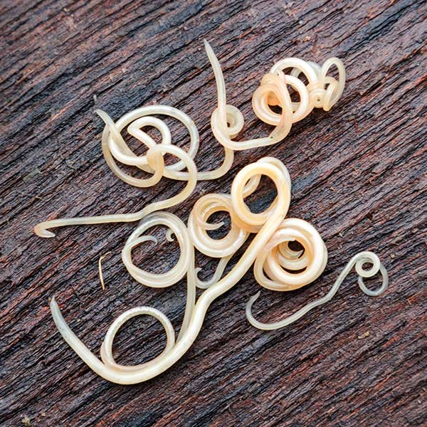 Toksokaroza - Artur Sulik