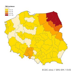 Kleszczowe Zapalenie M zgu Artur Sulik